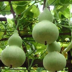 GreenCreator Ornamental Large BottleBirdhouse Gourd (Lagenaria ...