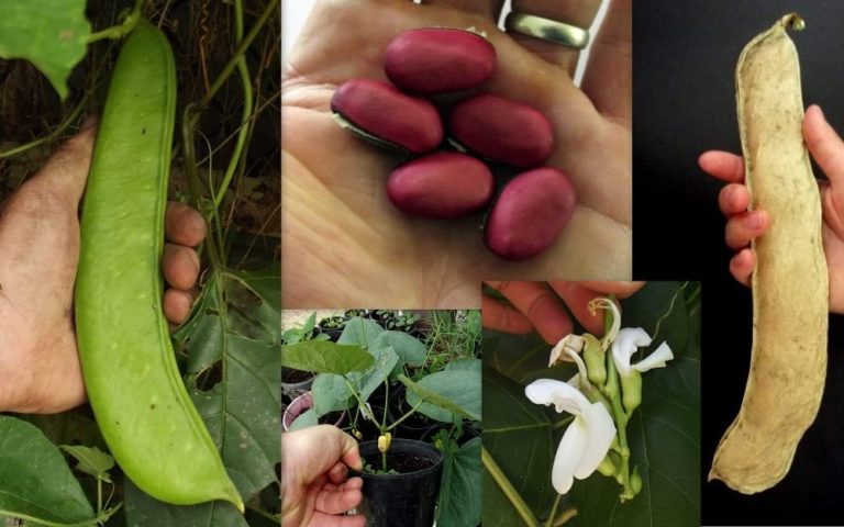 Giant Sword Jackbean – 4 Seeds to Grow – Canavalia gladiata – Huge ...